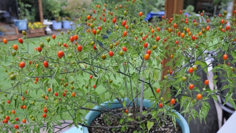 7 beneficios del chile piquín