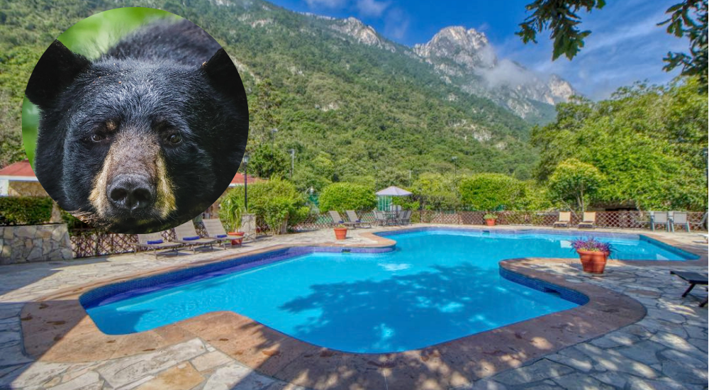 Oso negro se da un chapuzón en Chipinque y sorprende a visitantes ...